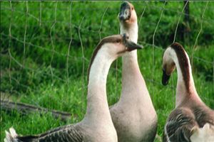Dunlap Hatchery - Dunlap Hatchery