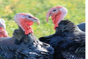 Dunlap Hatchery - Dunlap Hatchery